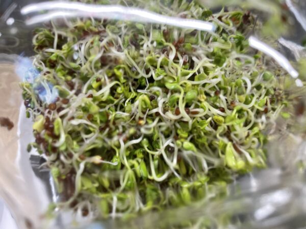 Brokkoli -Sprossen selber ziehen – Der Selbermacher BLOG